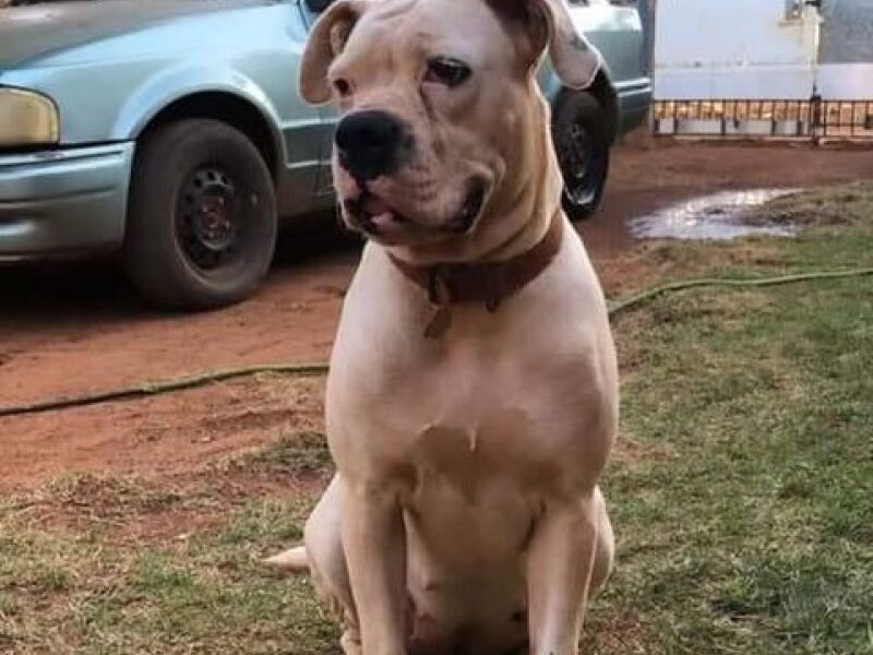 Você viu a Fiona? Boxer desaparece no Rancho Alegre 2 - JD1 Notícias