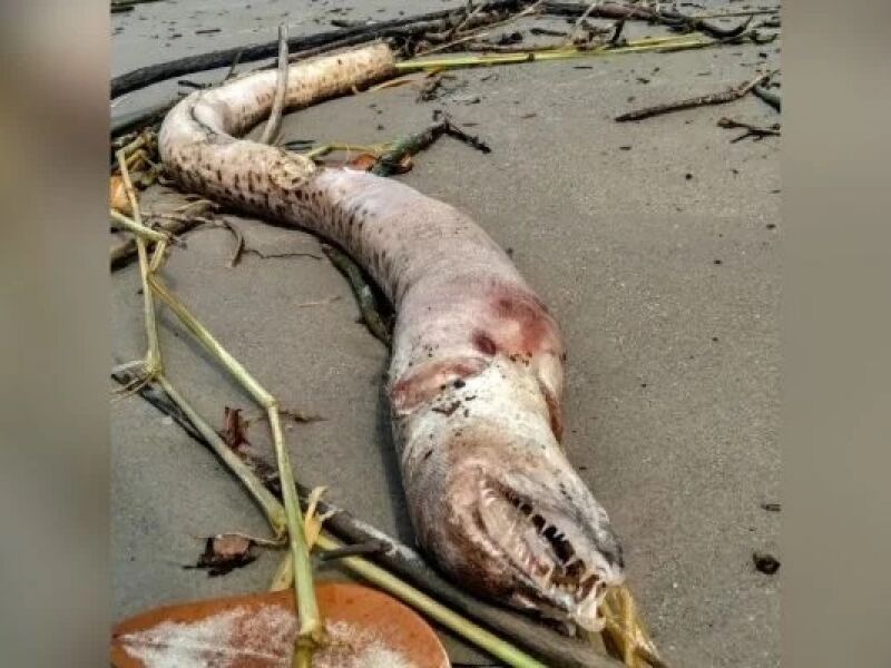 “Monstro marinho” é encontrado em praia brasileira - JD1 Notícias