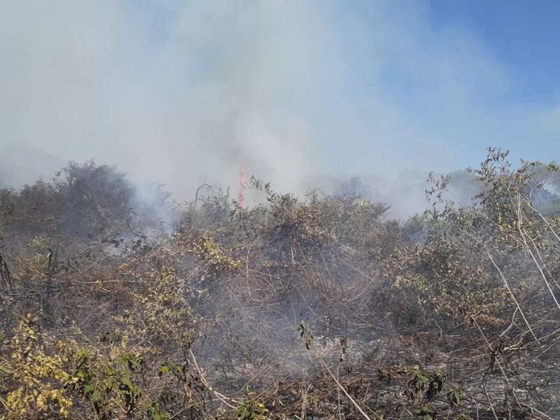 Incêndios No Pantanal Motivam Estado De Emergência Em 14 Cidades De Ms