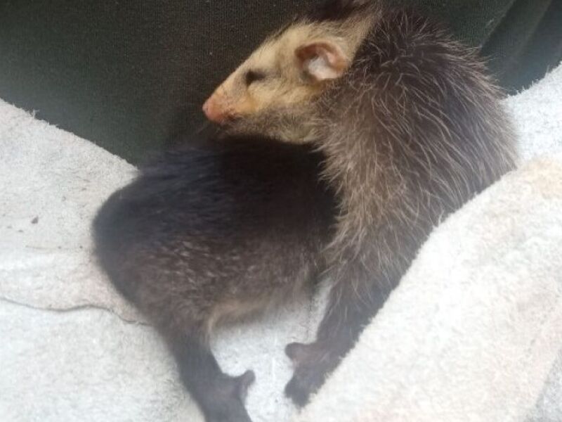 Filhotes de gambá são flagrados transitando no pátio de uma escola na ...