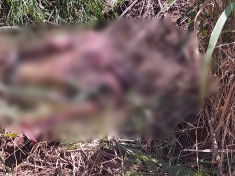 Corpo De Homem Em Estado De Decomposição é Encontrado Em Sidrolândia