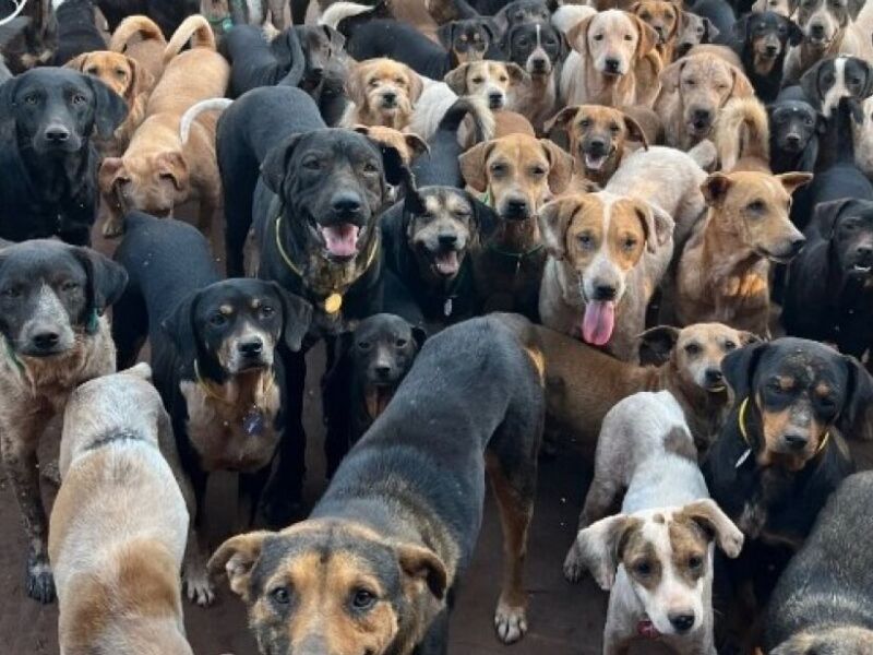 Após 10 anos, Instituto Guarda Animal fecha e animais precisam ser ...