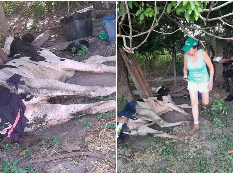 Mulher responderá por maus-tratos após deixar vaca com câncer morrer em ...