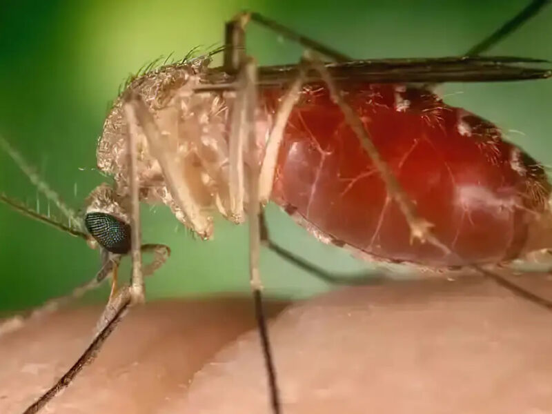 Brasil já registrou quase 3 mil casos de febre do Oropouche em 2025 ... Brasil já registrou quase 3 mil casos de febre do Oropouche em 2025 ...