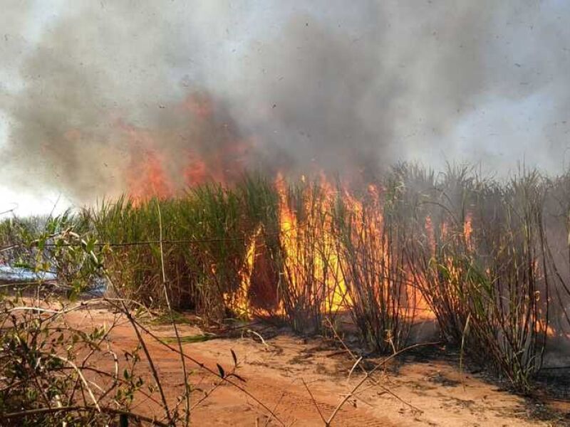 Canavial é atingido por incêndio de grandes proporções - JD1 Notícias