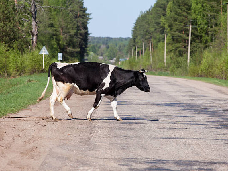 Trabalhador de frigorífico morre atropelado por vaca fujona - JD1 Notícias
