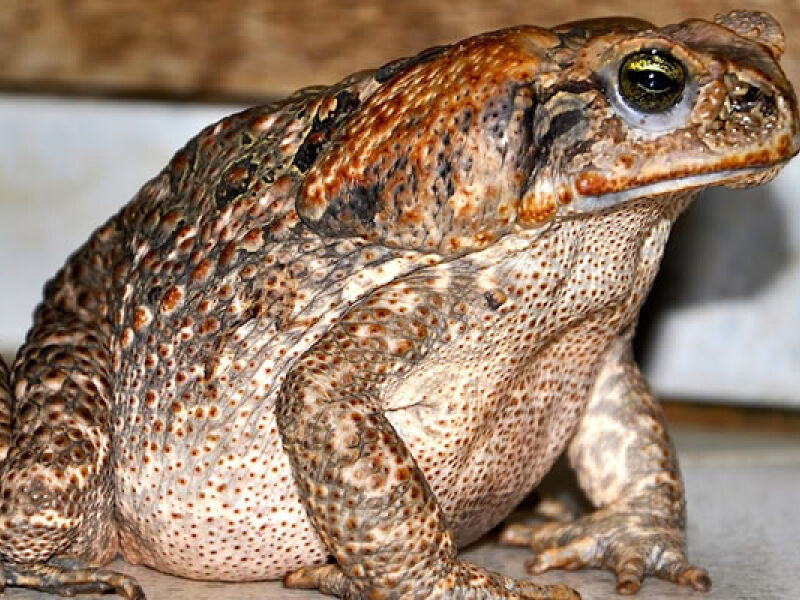Funcionário de bar apanha por se recusar a fazer sapo frito para ...
