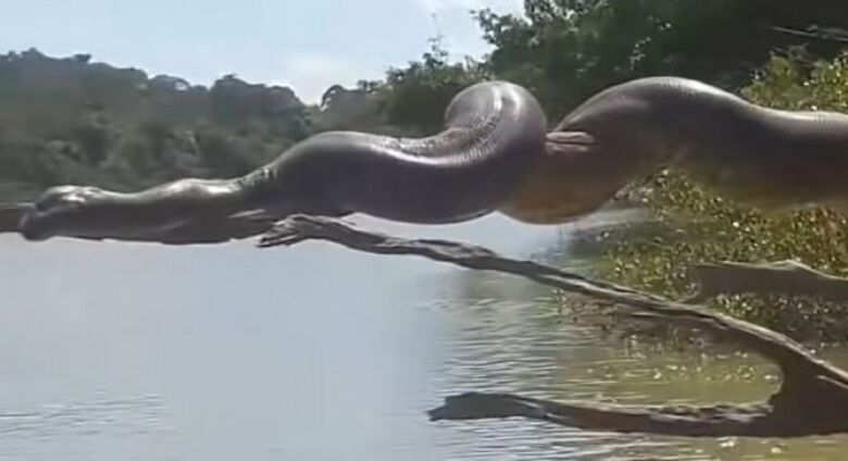 Vídeo: Sucuri gigante viraliza na internet - JD1 Notícias