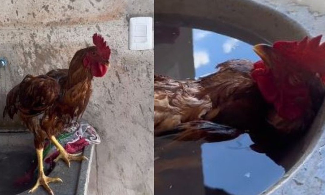 JD1TV: Galo é flagrado "relaxando" em tanque com água e viraliza na ...