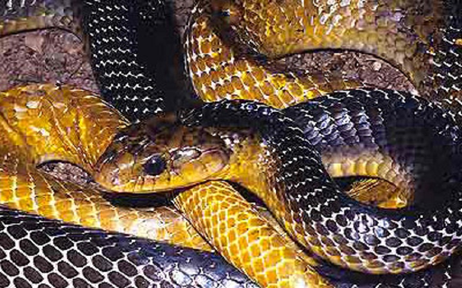 Vídeo: Bombeiros capturam cobra dentro do Moinho Cultural - JD1 Notícias